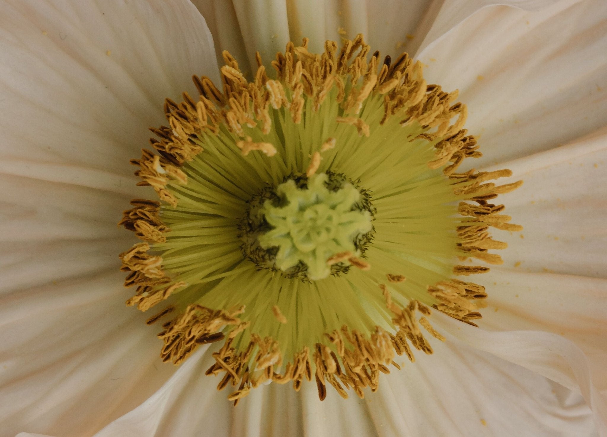 Oresta's Tips for Acne – ORESTA clean beauty simplified